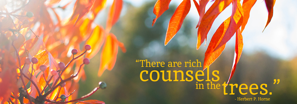 Home Montgomery Trees