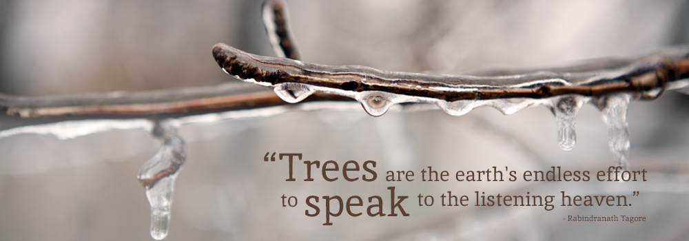 Home Montgomery Trees