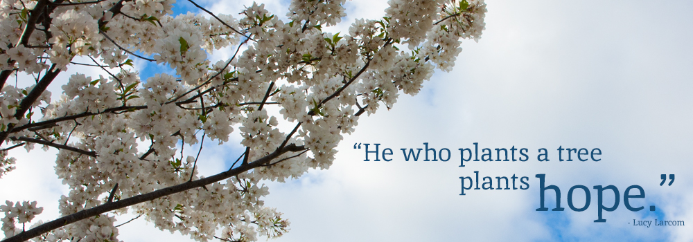 Home Montgomery Trees