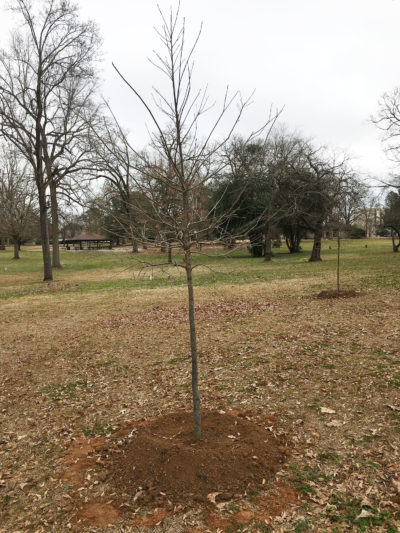 Legacy Trees - Montgomery Trees